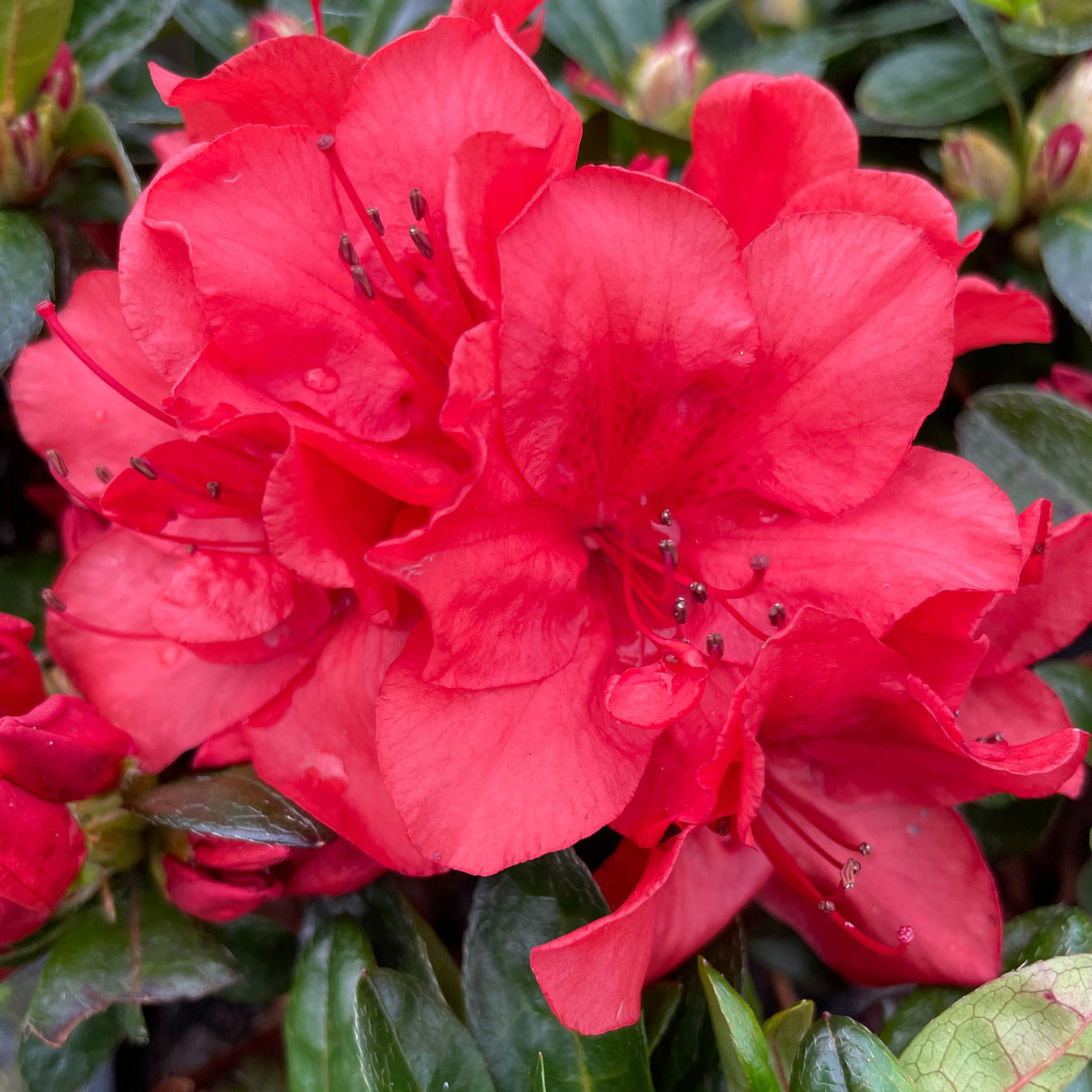 Azalea 'Fire Magic' – Fletcher & Co. Nursery