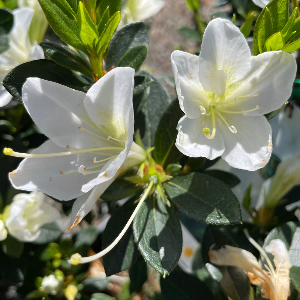 Azalea 'White Lace' – Fletcher & Co. Nursery