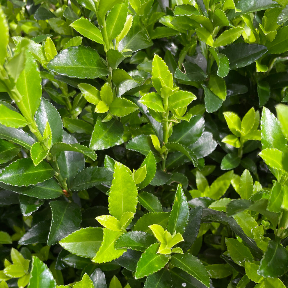 Euonymus japonicus 'Green Rocket' – Fletcher & Co. Nursery