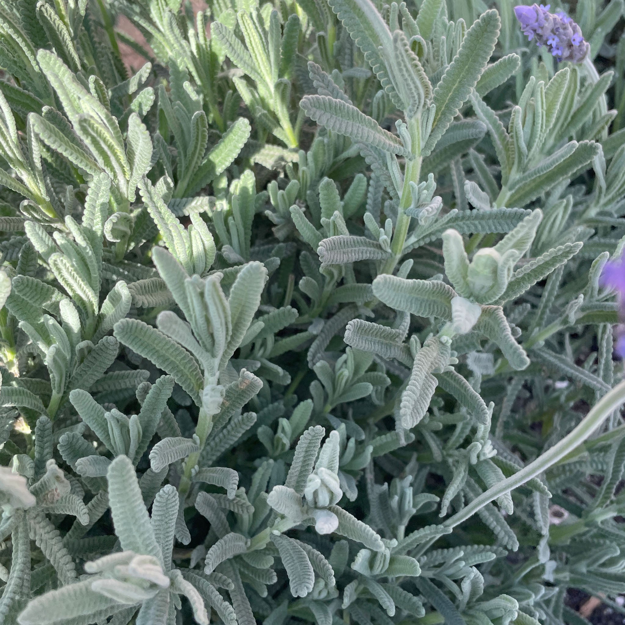 Lavandula dentata 'French Revolution' – Fletcher & Co. Nursery