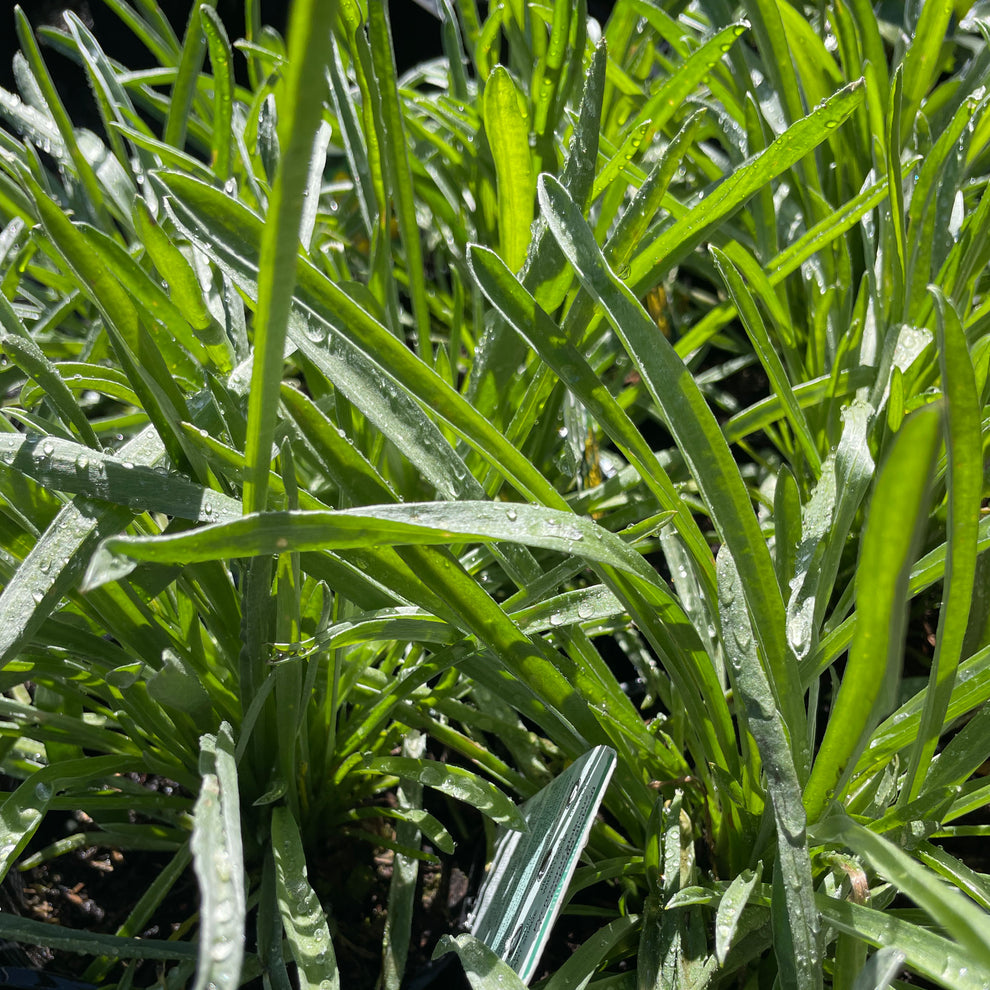 Pycnosorus globosus – Fletcher & Co. Nursery