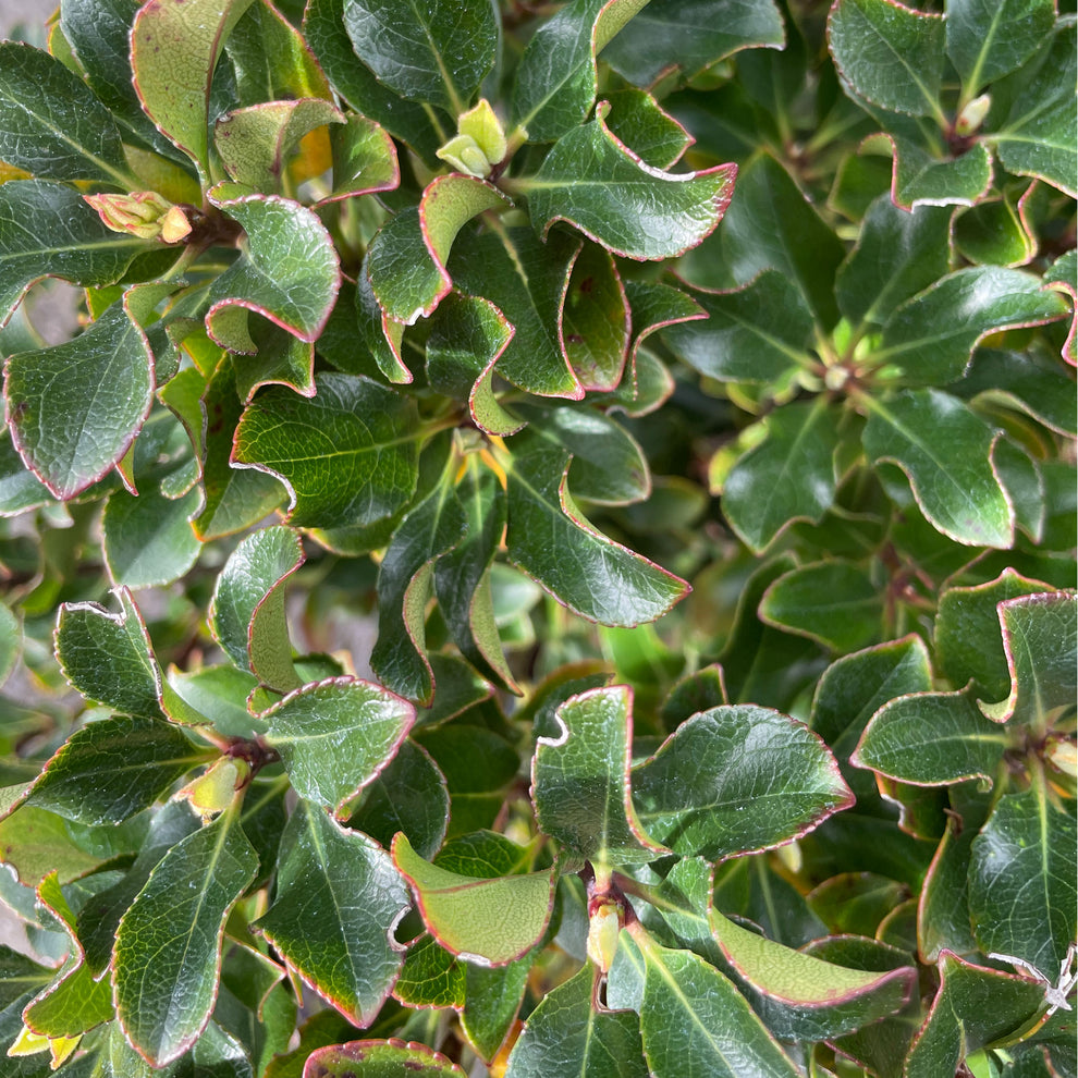 Rhaphiolepis 'Snow Maiden' – Fletcher & Co. Nursery