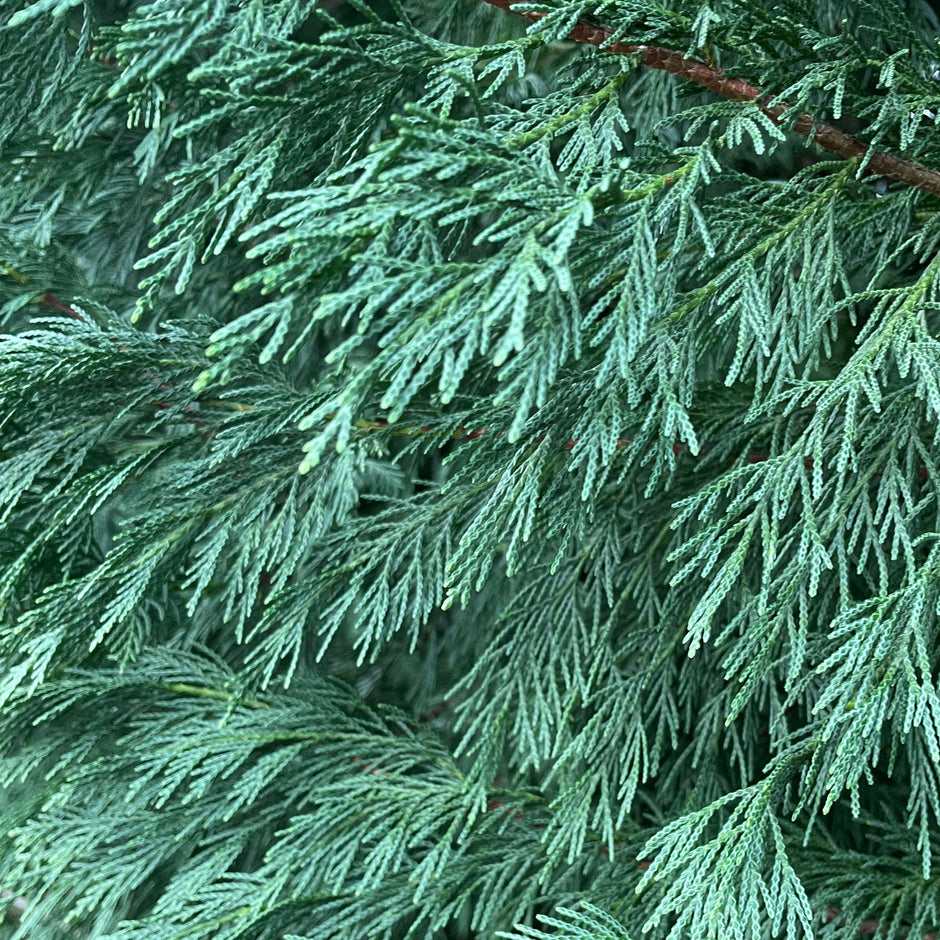 Hedges – Fletcher & Co. Nursery