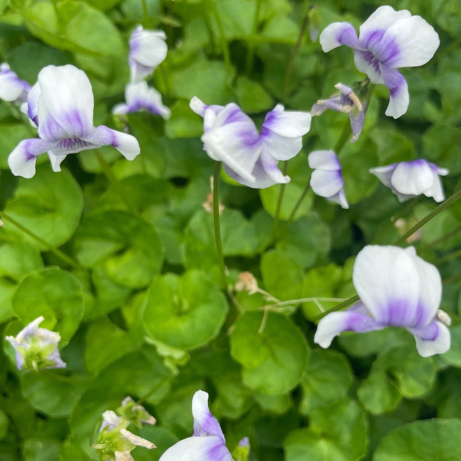 viola hederacea – Fletcher & Co. Nursery